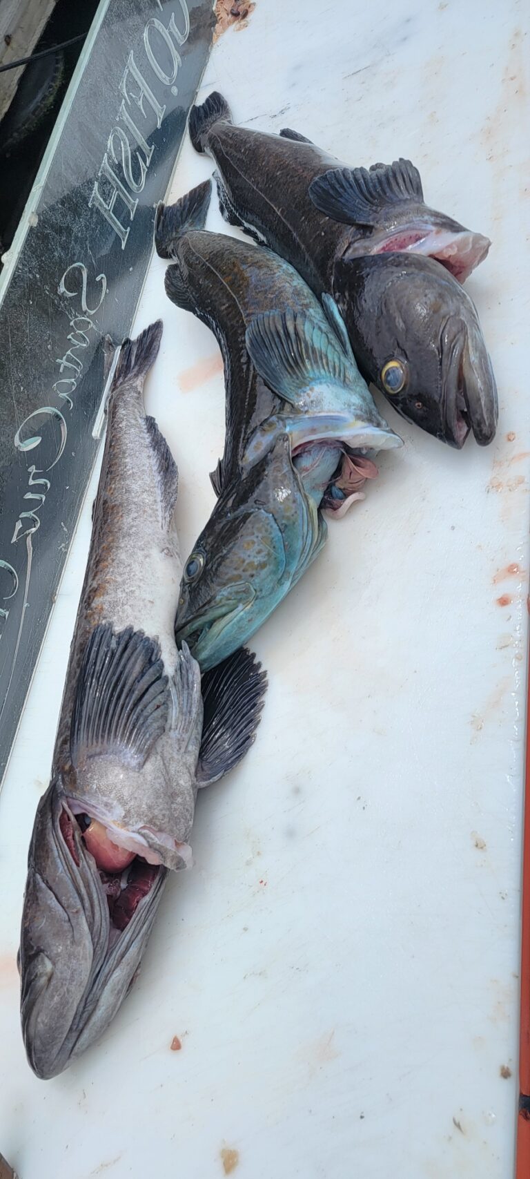 Fishing Report - Go Fish Santa Cruz Charters