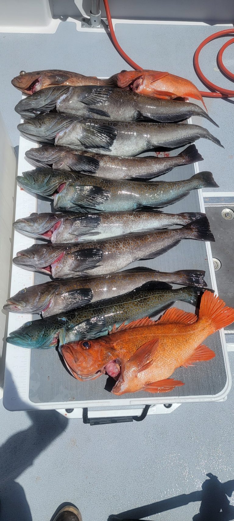 Fishing Report - Go Fish Santa Cruz Charters