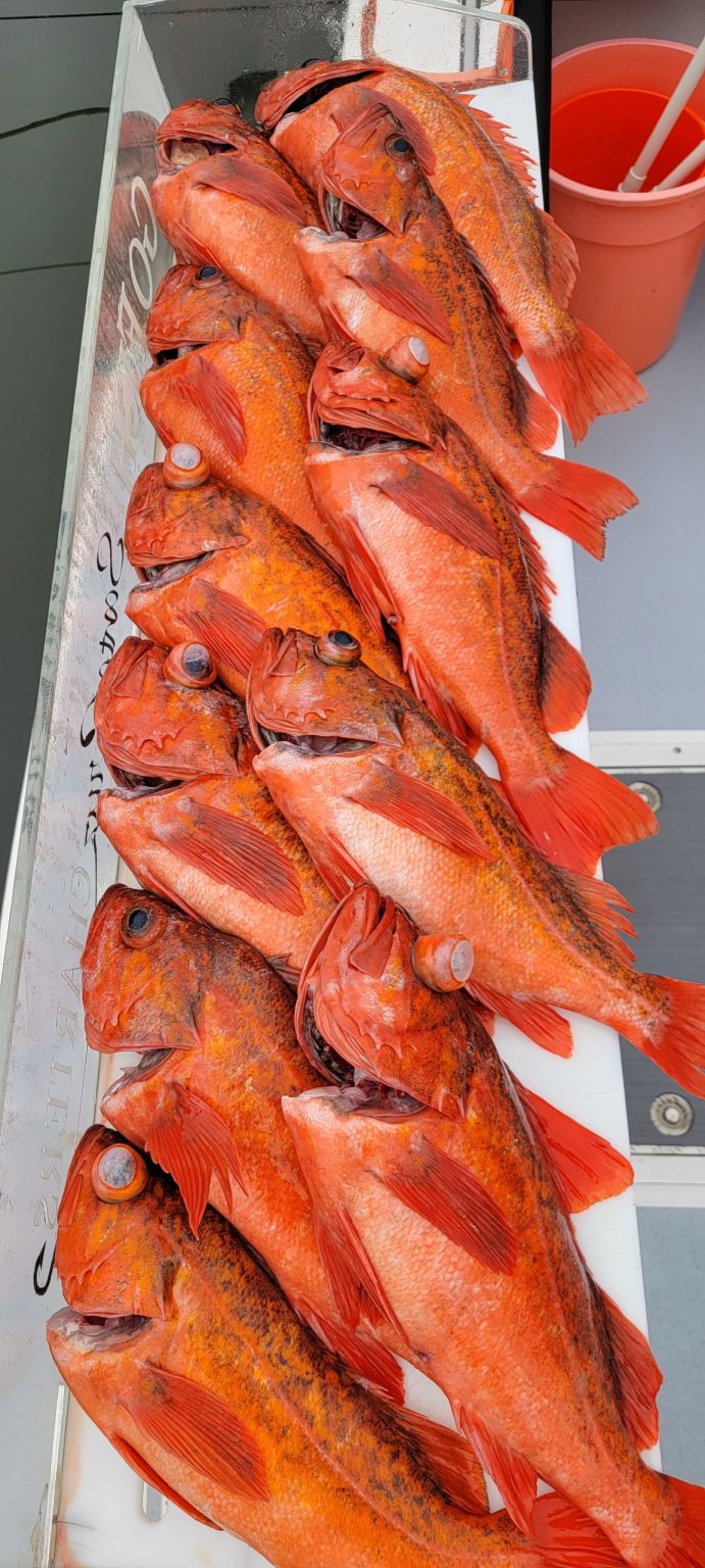 Fishing Report - Go Fish Santa Cruz Charters