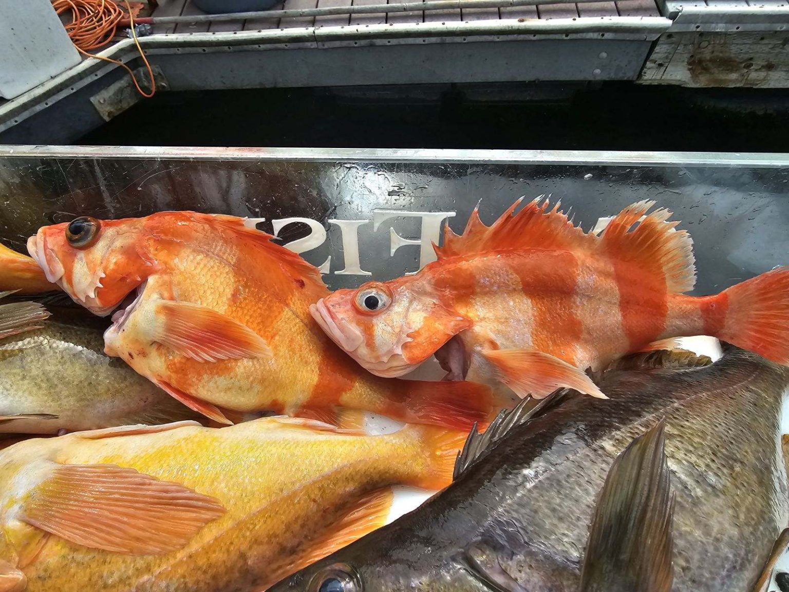 Fishing Report - Go Fish Santa Cruz Charters