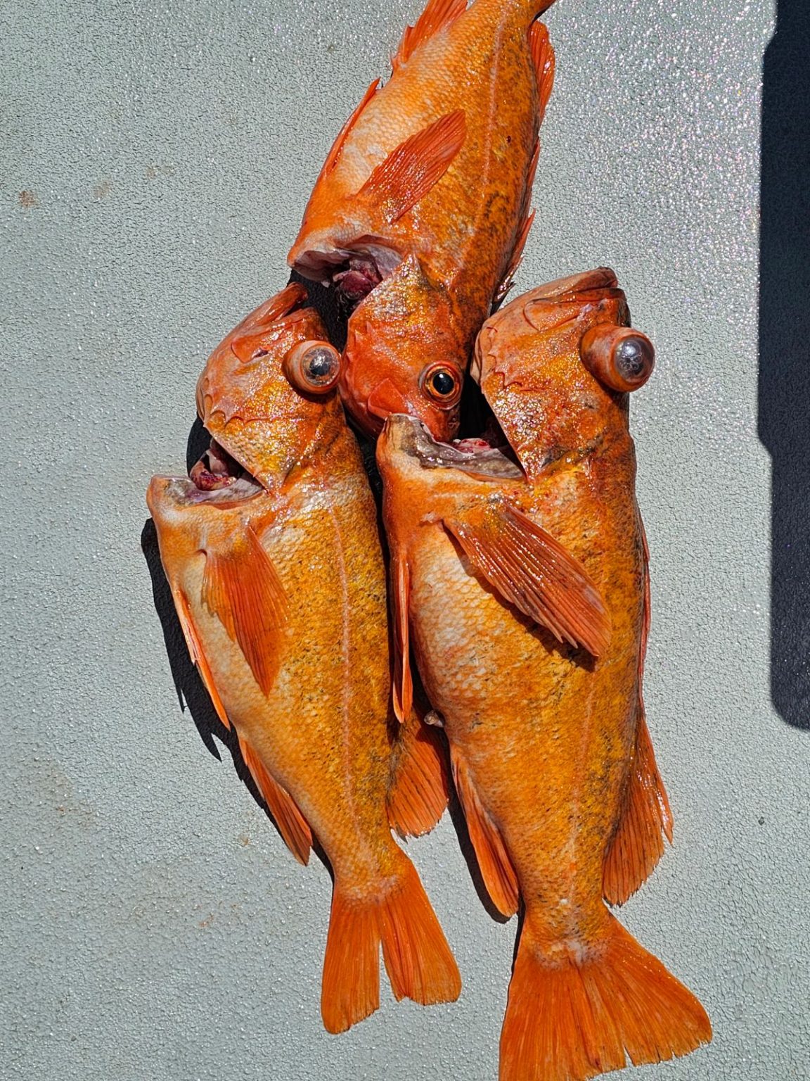 Fishing Report - Go Fish Santa Cruz Charters