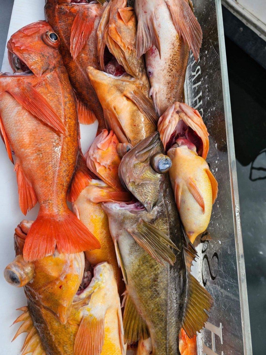 Fishing Report - Go Fish Santa Cruz Charters